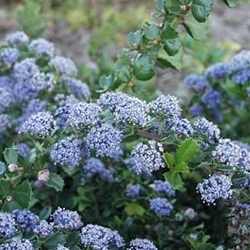 Ceanothus Impressus 'Victoria' - Plants To Your Door