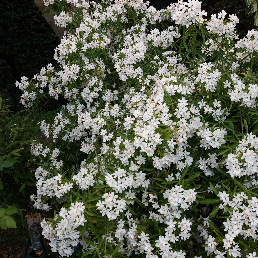 Choisya x Dewitteana 'Aztec Pearl' - Plants To Your Door