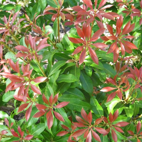 Pieris Japonica 'Mountain Fire' - Plants To Your Door