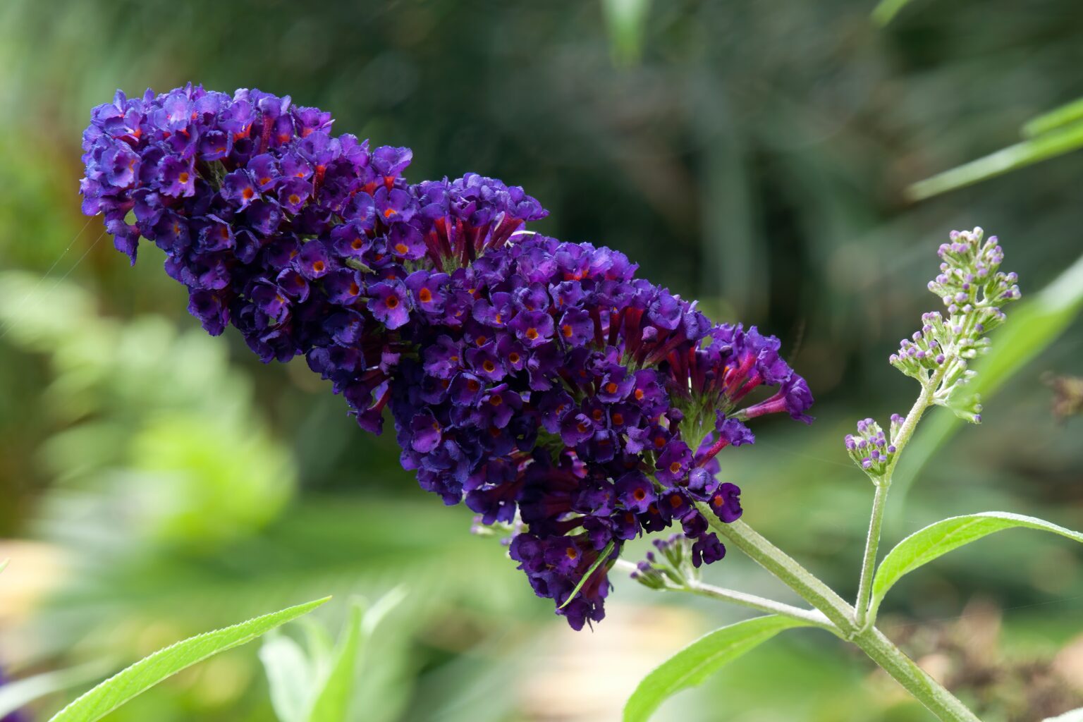 Buddleja Davidii 'Black Knight' - Plants To Your Door