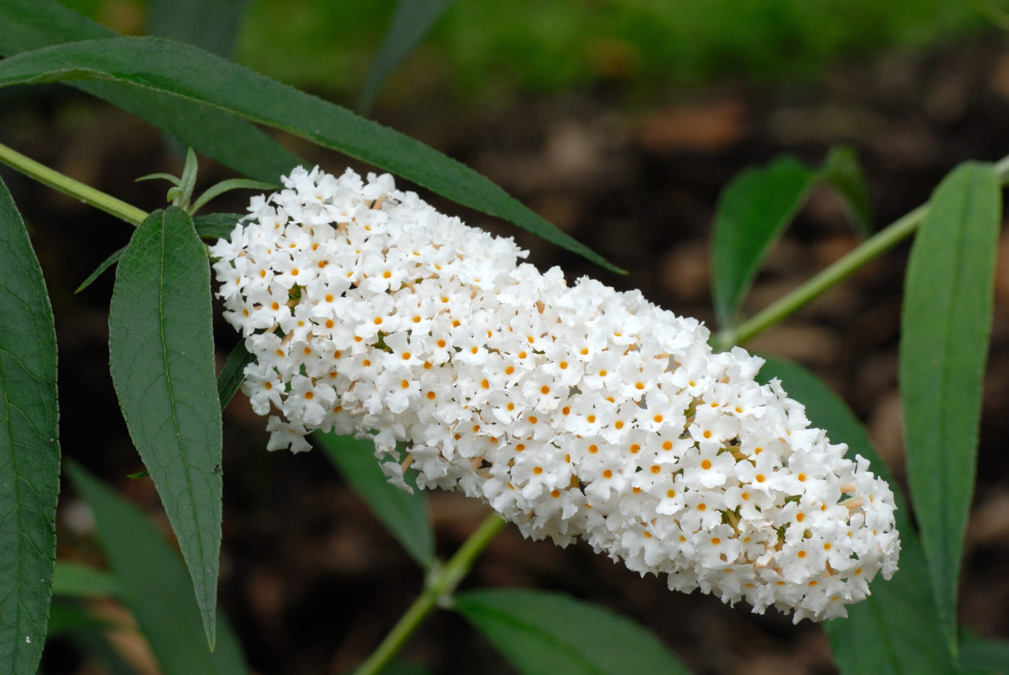 Buddleja Davidii 'White Profusion' - Plants To Your Door