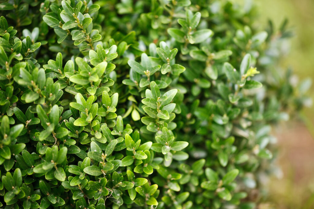 Buxus Sempervirens - Plants To Your Door