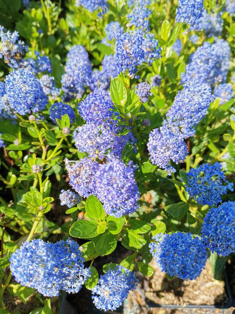 Ceanothus Impressus 'Victoria' - Plants To Your Door