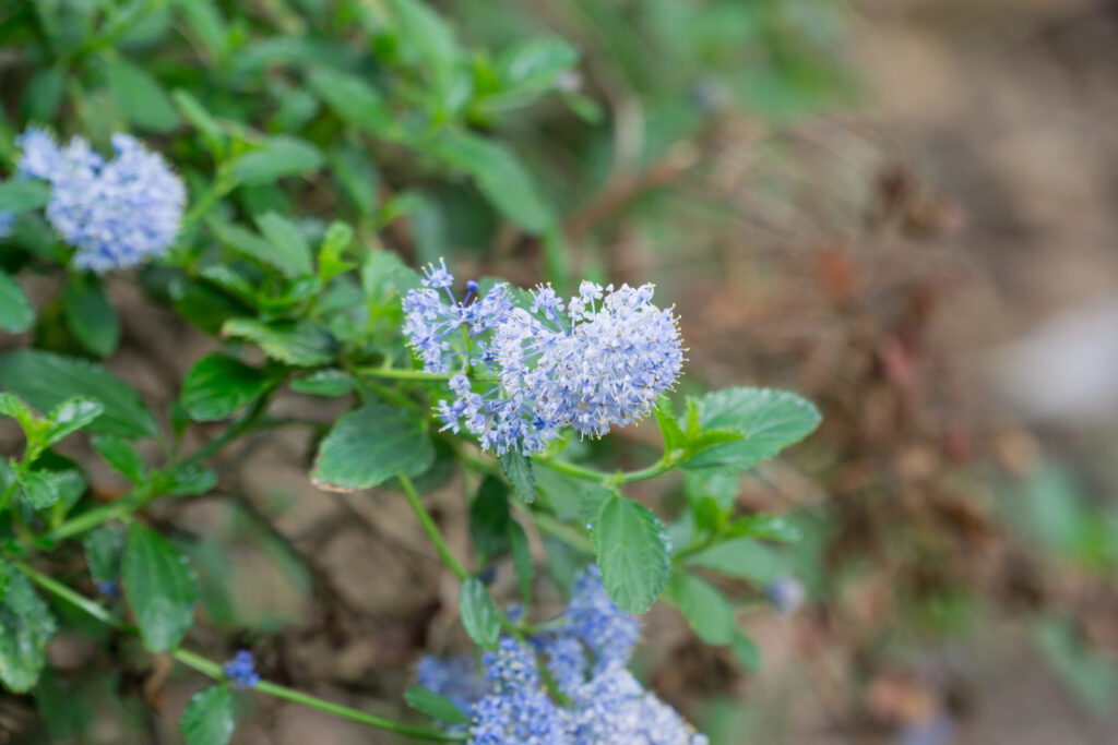 Ceanothus 'Puget Blue' - Plants To Your Door