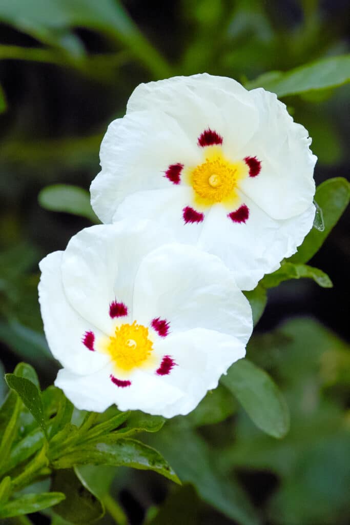 Cistus x Dansereaui 'Decumbens' - Plants To Your Door