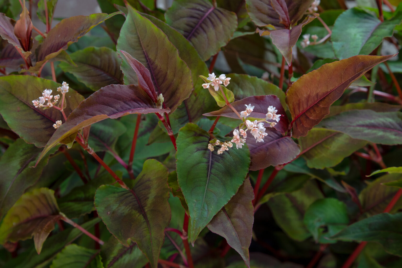 Persicaria Microcephala 'Red Dragon' - Plants To Your Door