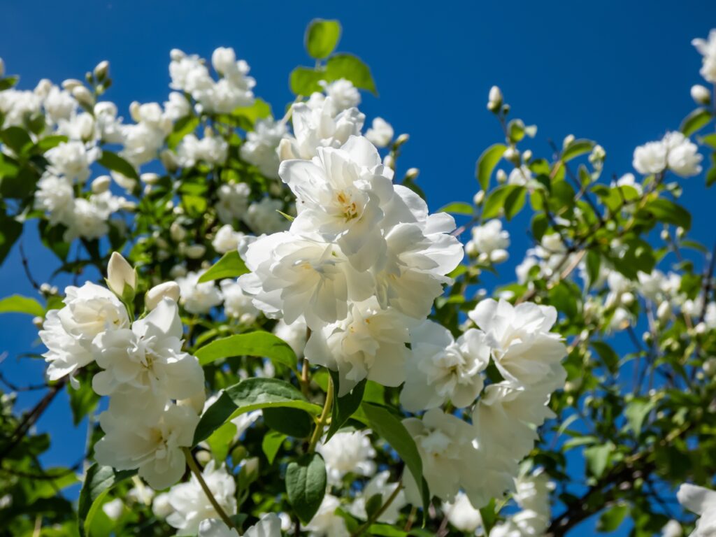 Philadelphus 'Virginal' - Plants To Your Door