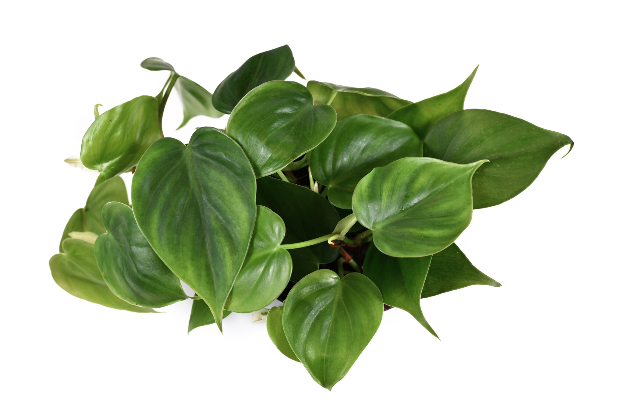 Philodendron 'Scandens' - Plants To Your Door