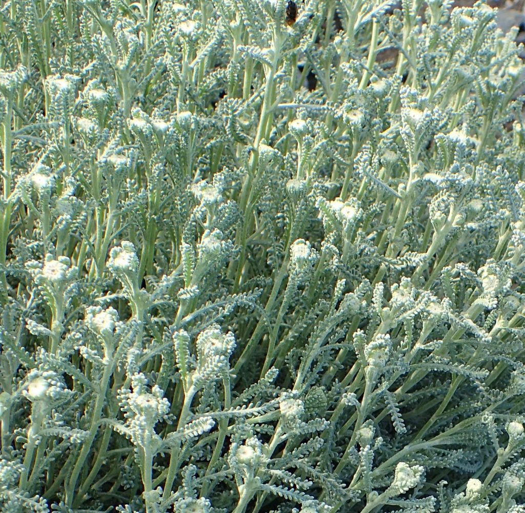 Santolina Chamaecyparissus - Plants To Your Door