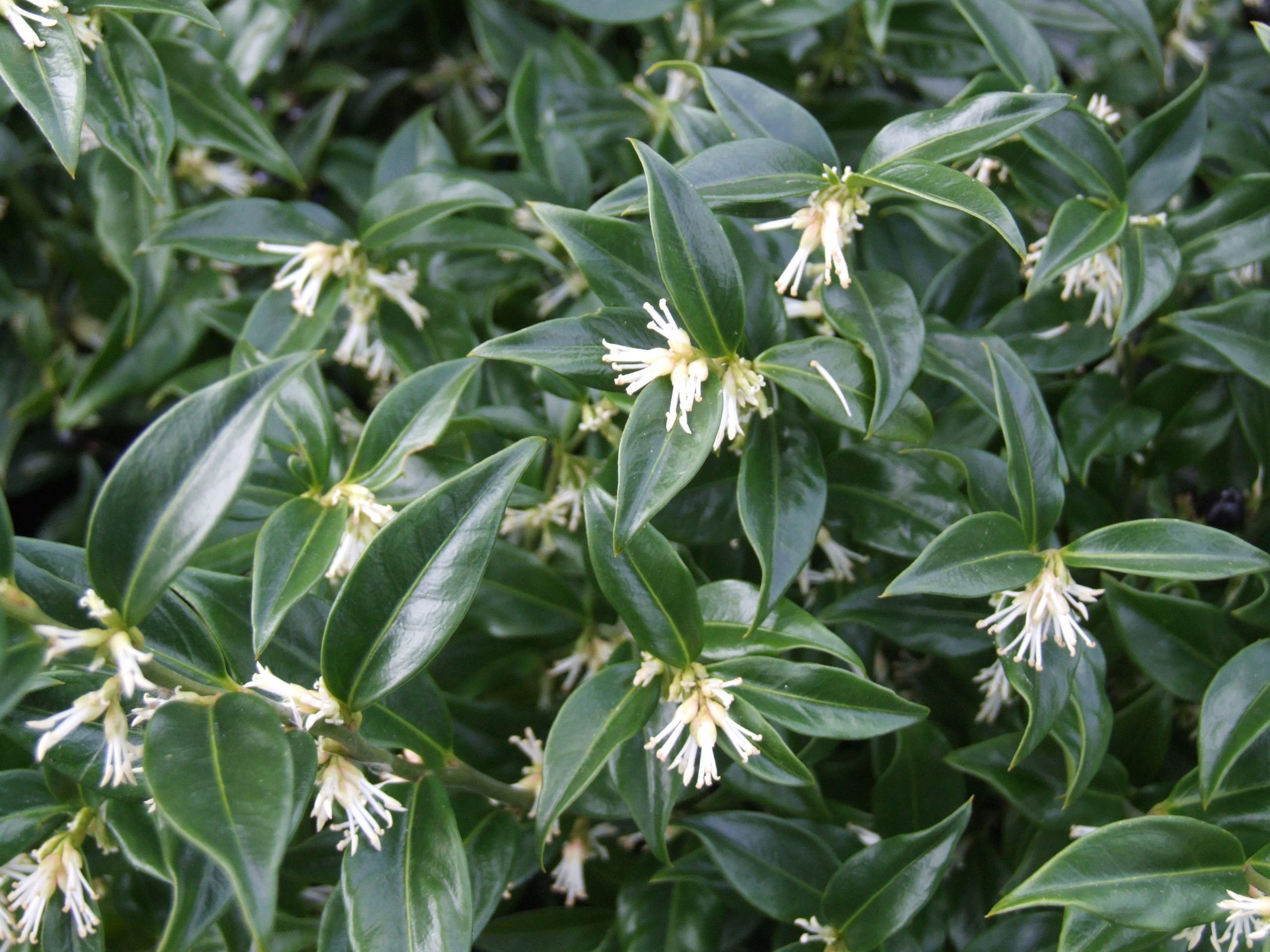 Sarcococca Confusa – Plants To Your Door