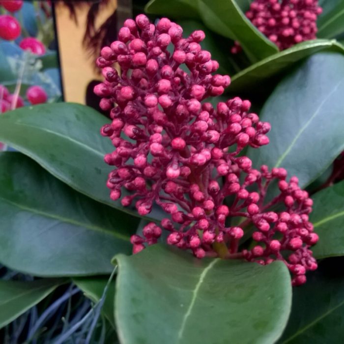 Skimmia Japonica 'Rubella' - Plants To Your Door