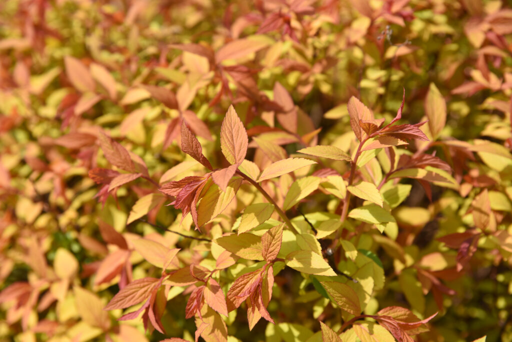 Spiraea Japonica 'Golden Princess' - Plants To Your Door