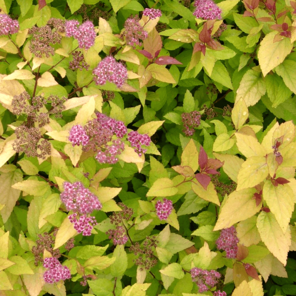 Spiraea Japonica 'Firelight' - Plants To Your Door