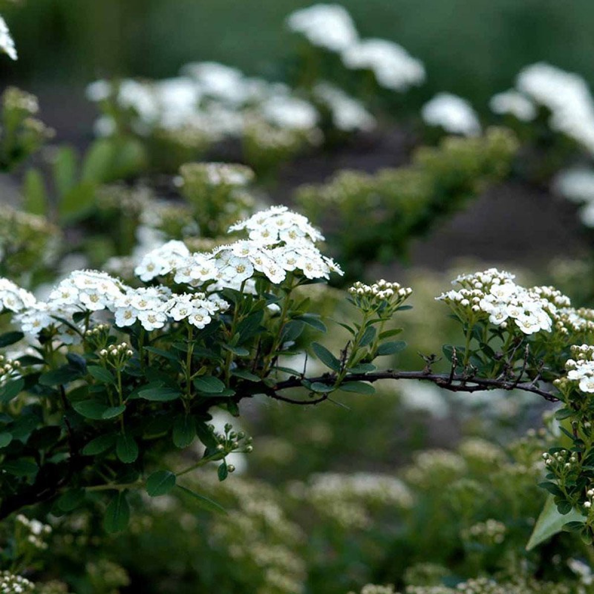 Spiraea Nipponica 'Snowmound' - Plants To Your Door