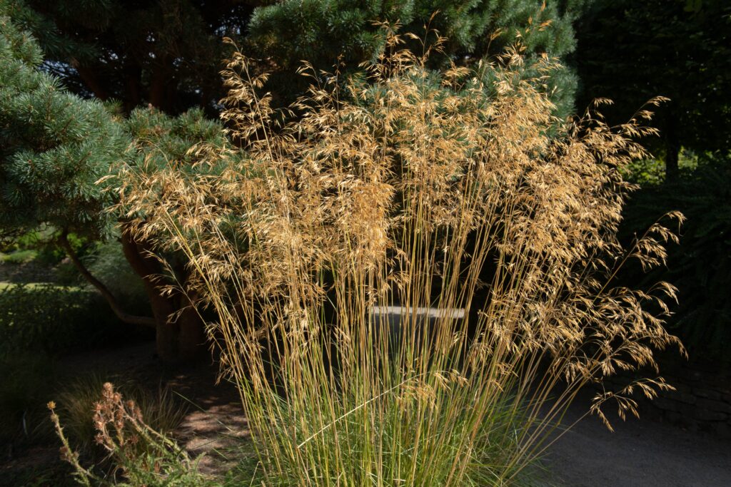 Stipa Gigantea - Plants To Your Door