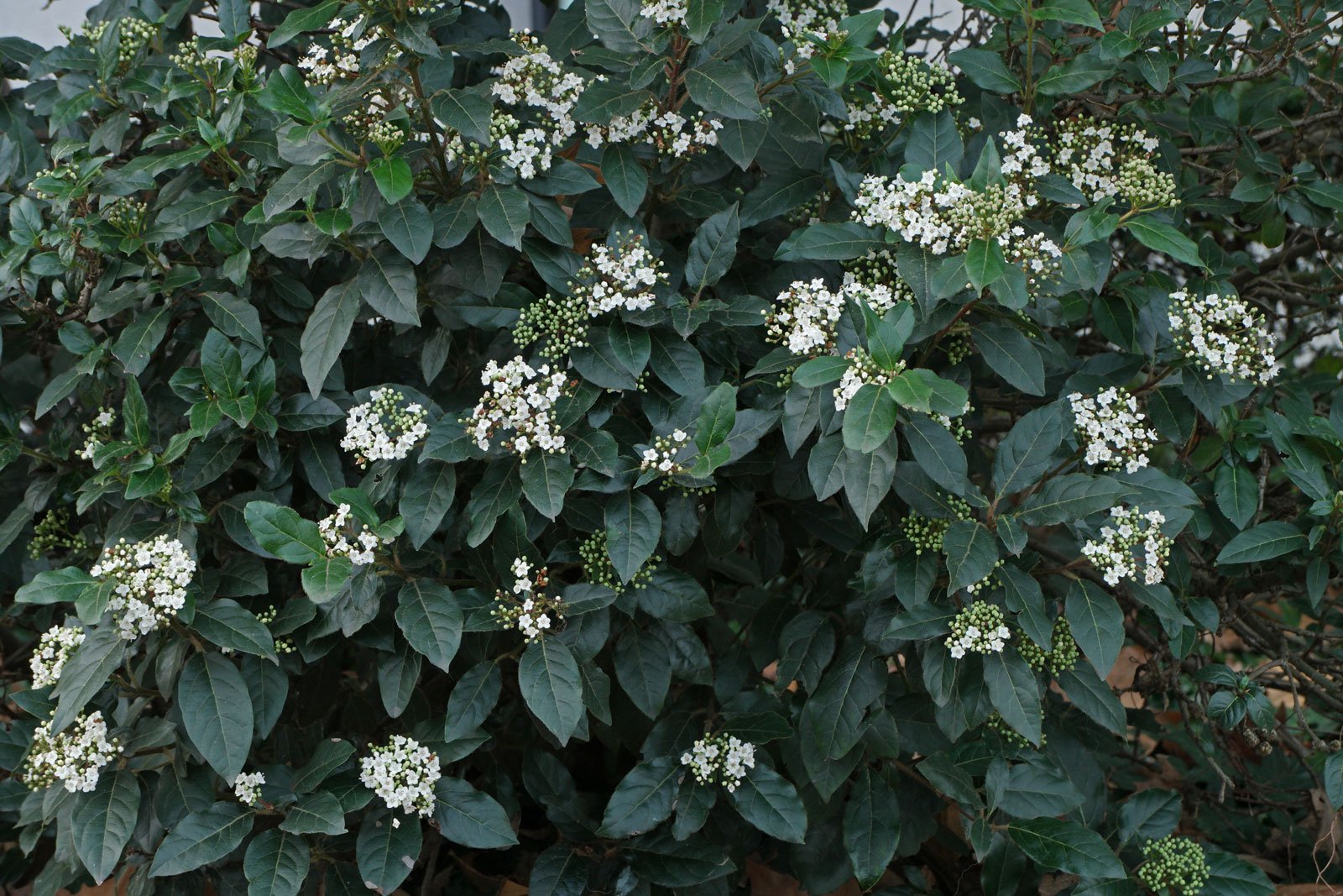 Viburnum Tinus – Plants To Your Door