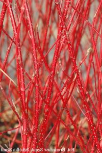 Cornus Alba ‘Baton Rouge’ – Plants To Your Door