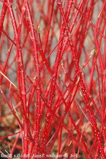 Cornus Alba 'Baton Rouge' - Plants To Your Door