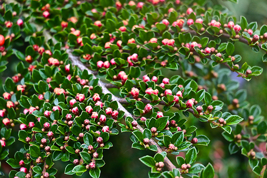 Cotoneaster Horizontalis – Plants To Your Door