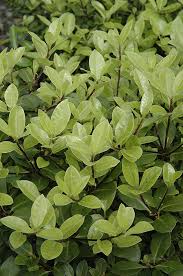Pittosporum Tenuifolium ‘Golf Ball’ – Plants To Your Door