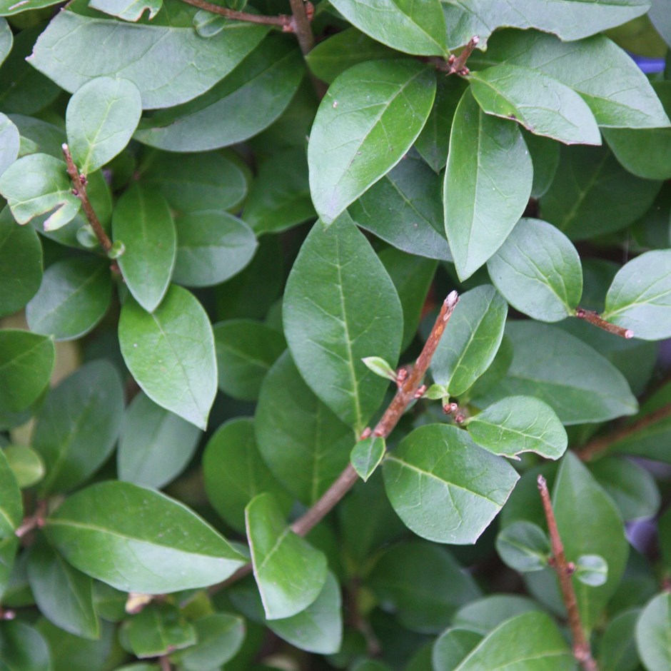 Ligustrum