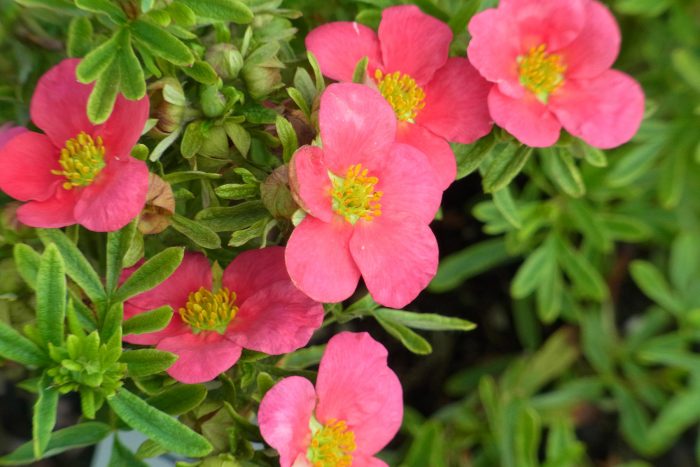 Potentilla Fruticosa 'Bellissima' - Plants To Your Door