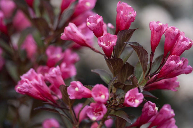 Weigela Florida 'Alexandra' - Plants To Your Door
