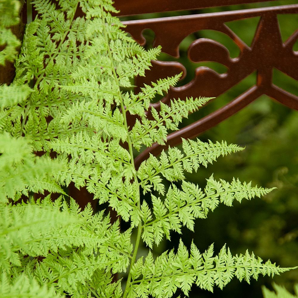 Athyrium Filix-Femina – Plants To Your Door