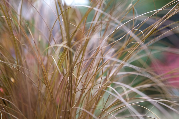 Carex Comans ‘Bronze Form’ – Plants To Your Door