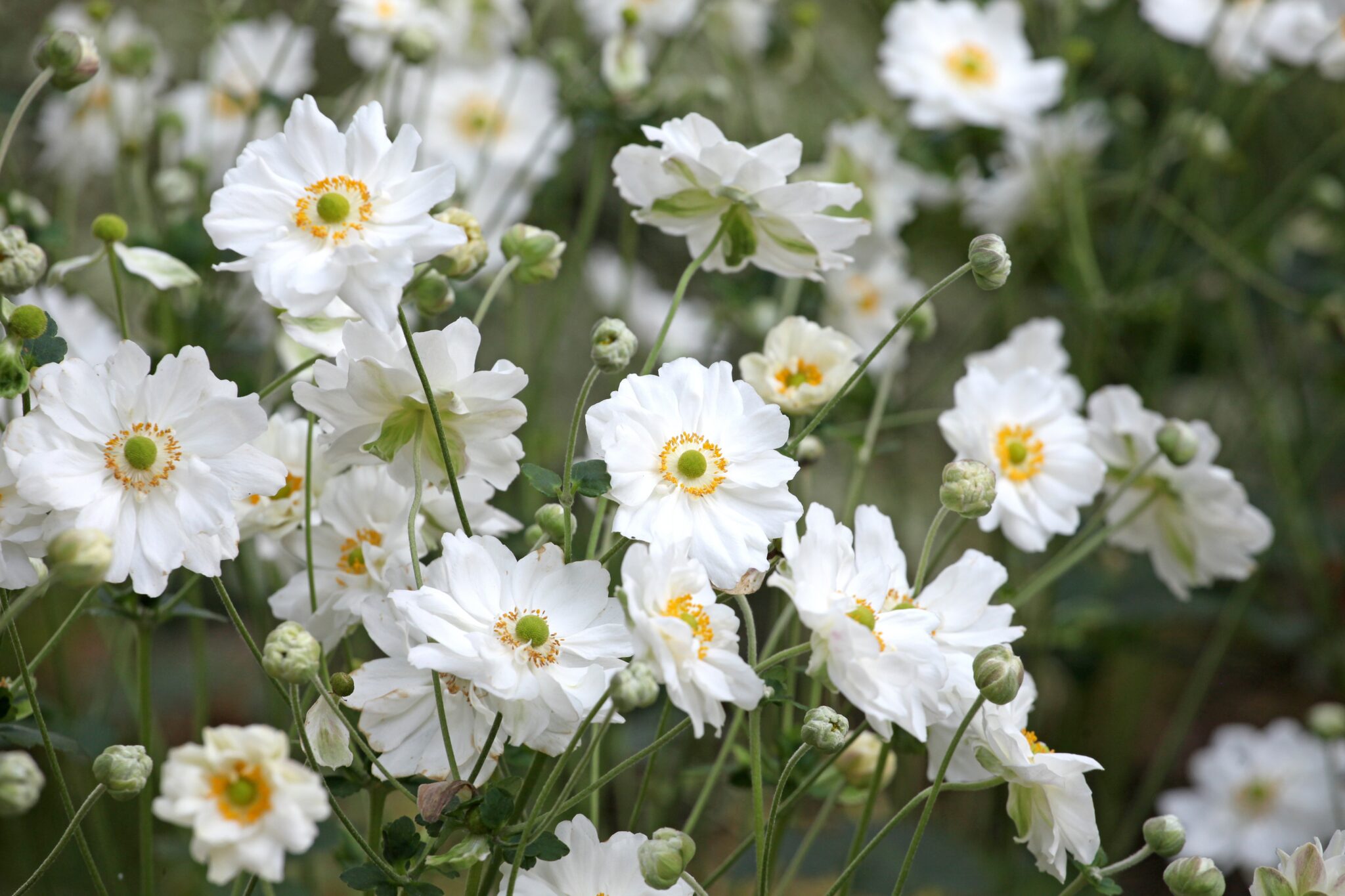 Anemone x Hybrida 'Whirlwind' - Plants To Your Door