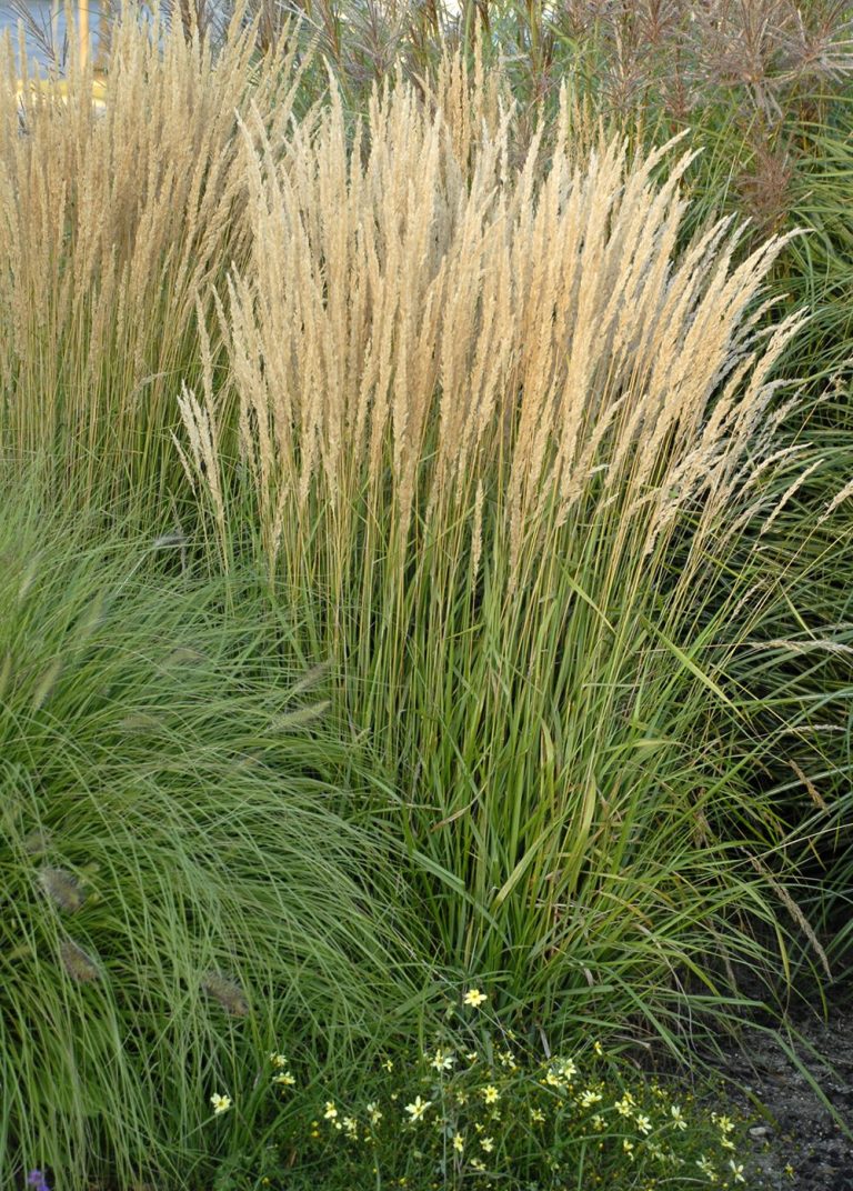 Calamagrostis x Acutiflora ‘Overdam’ – Plants To Your Door