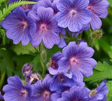 Geranium 'Johnson's Blue' - Plants To Your Door