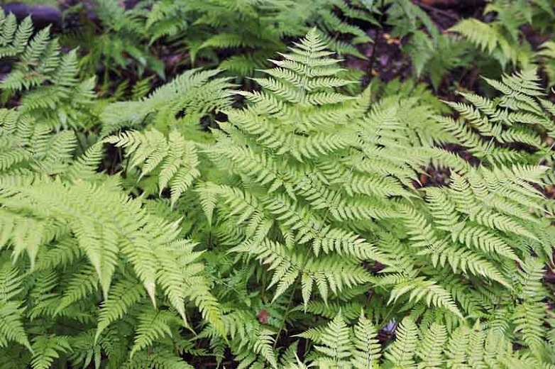 Dryopteris Filix-Mas - Plants To Your Door