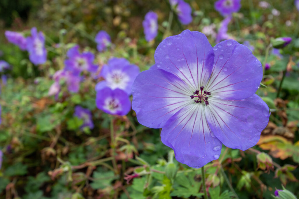 Geranium 'Azure Rush' - Plants To Your Door