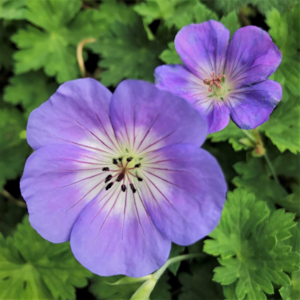 Geranium 'Azure Rush' - Plants To Your Door
