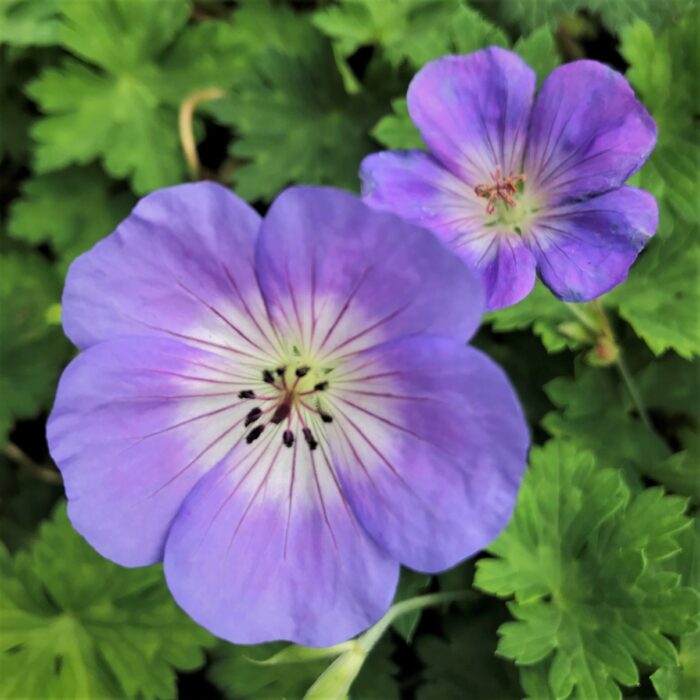 Geranium 'Azure Rush' - Plants To Your Door