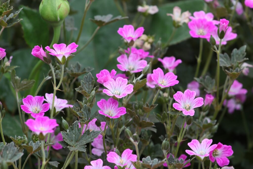 Geranium 'Orkney Cherry' - Plants To Your Door