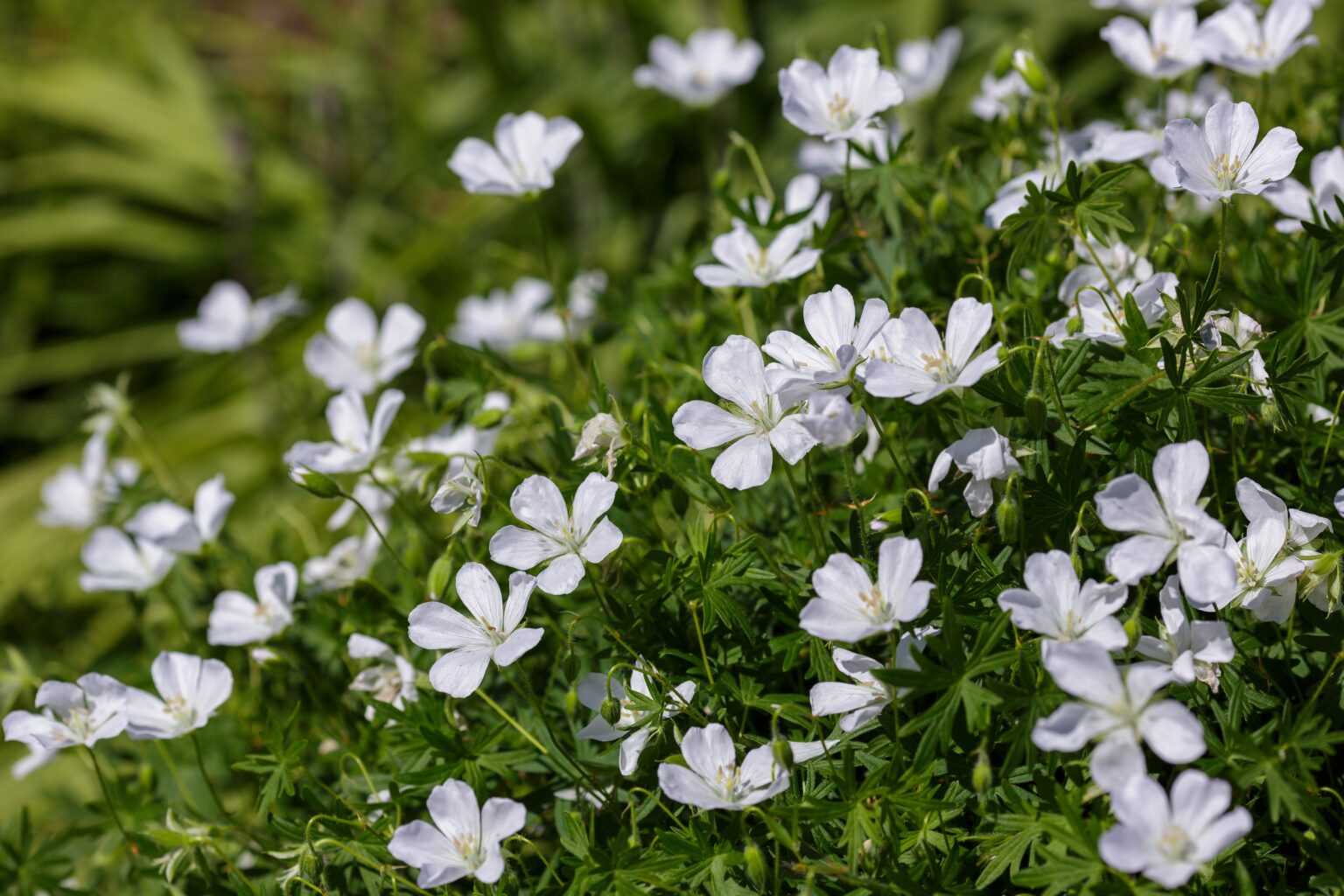 Geranium Sanguineum 'Album' - Plants To Your Door