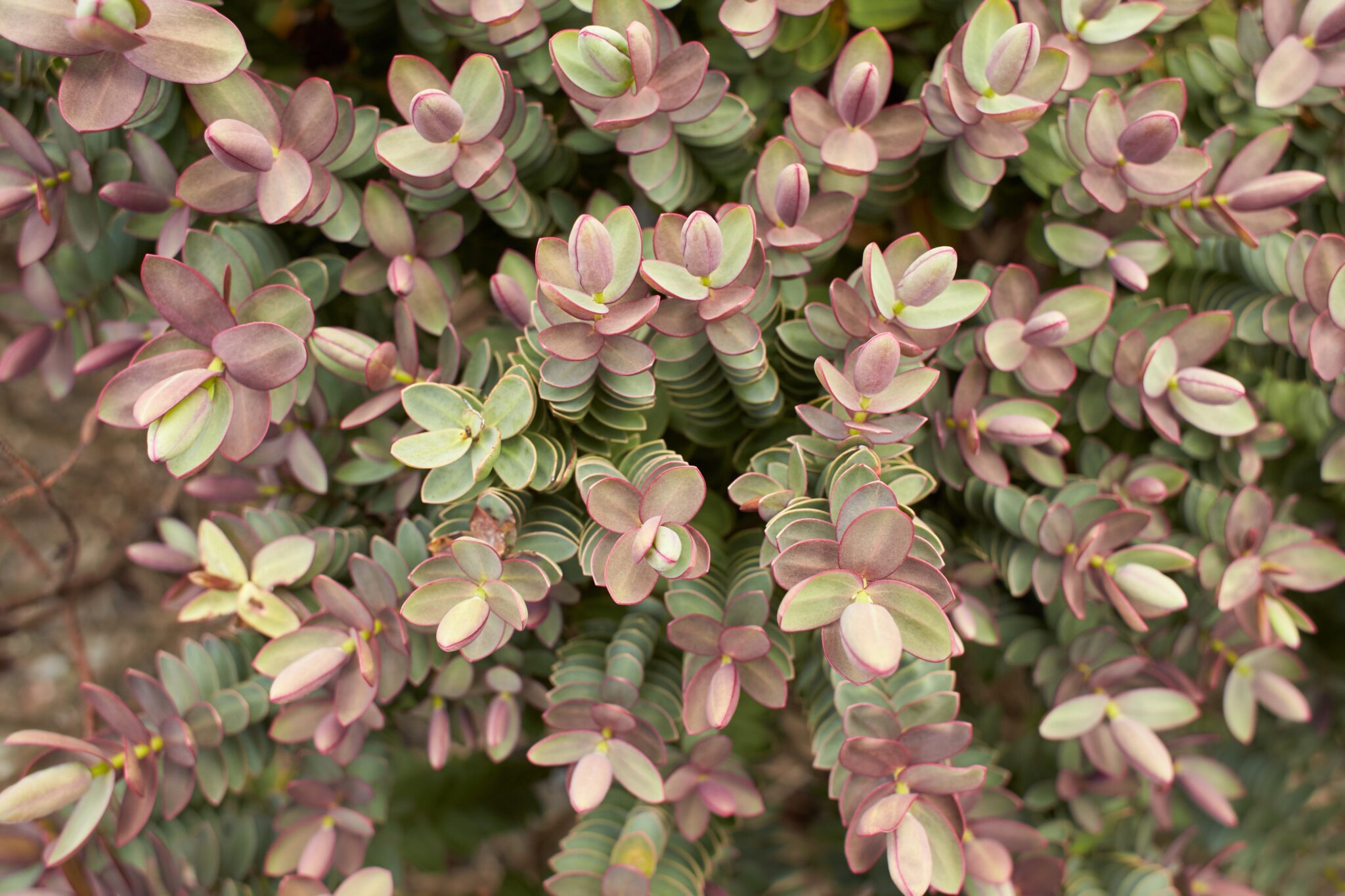 Hebe 'Red Edge' - Plants To Your Door