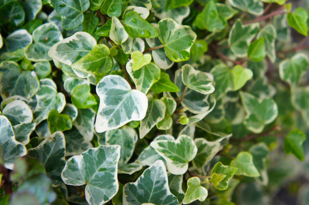 Hedera Helix 'Glacier' - Plants To Your Door