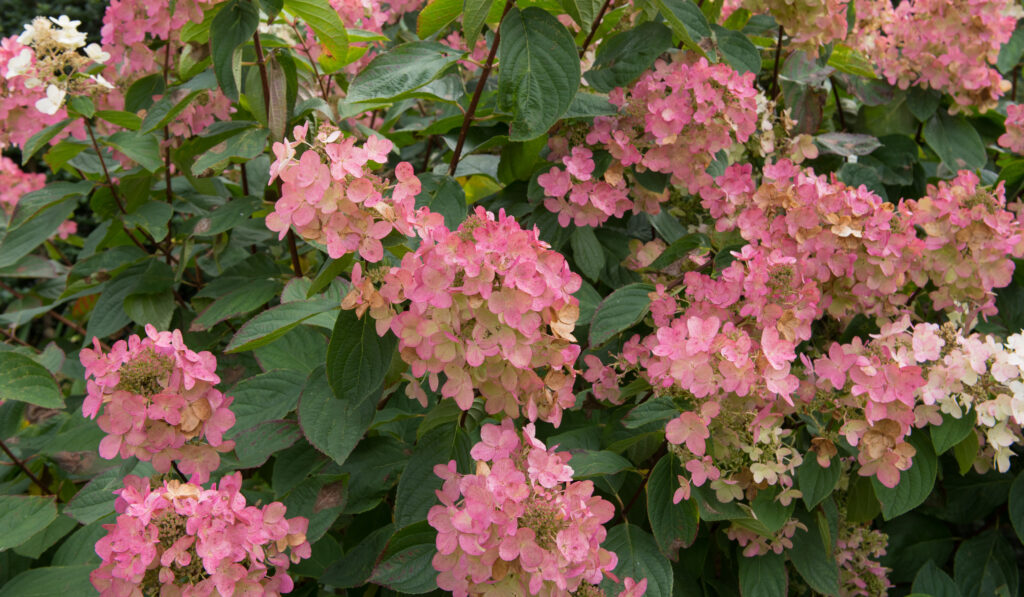 Hydrangea Paniculata 'Pink Diamond' - Plants To Your Door