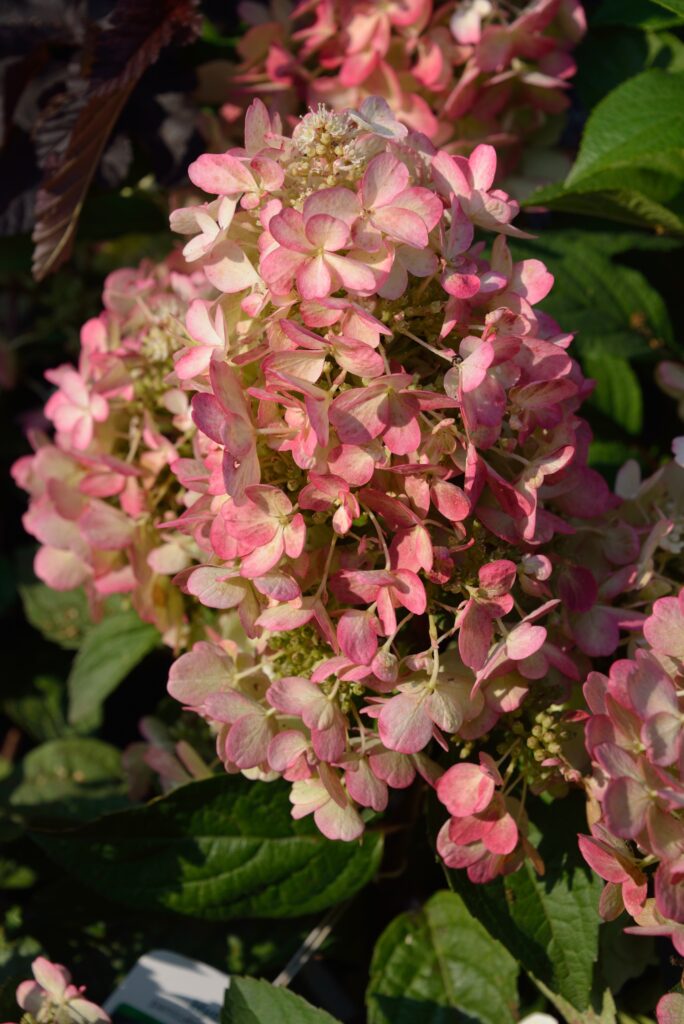 Hydrangea Paniculata 'Pink Diamond' - Plants To Your Door