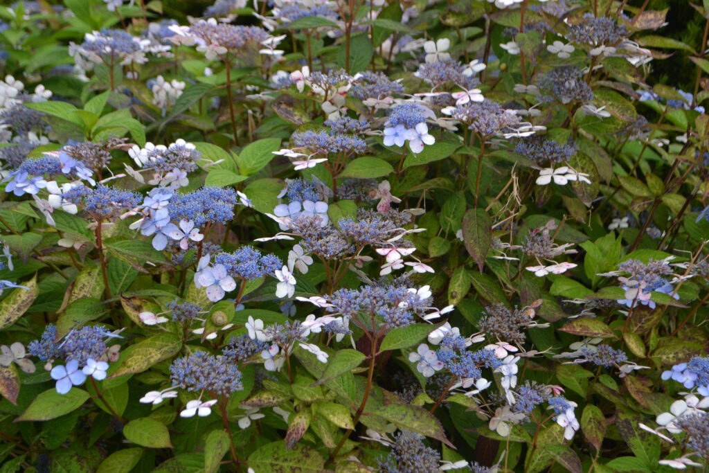 Hydrangea Serrata 'Bluebird' - Plants To Your Door