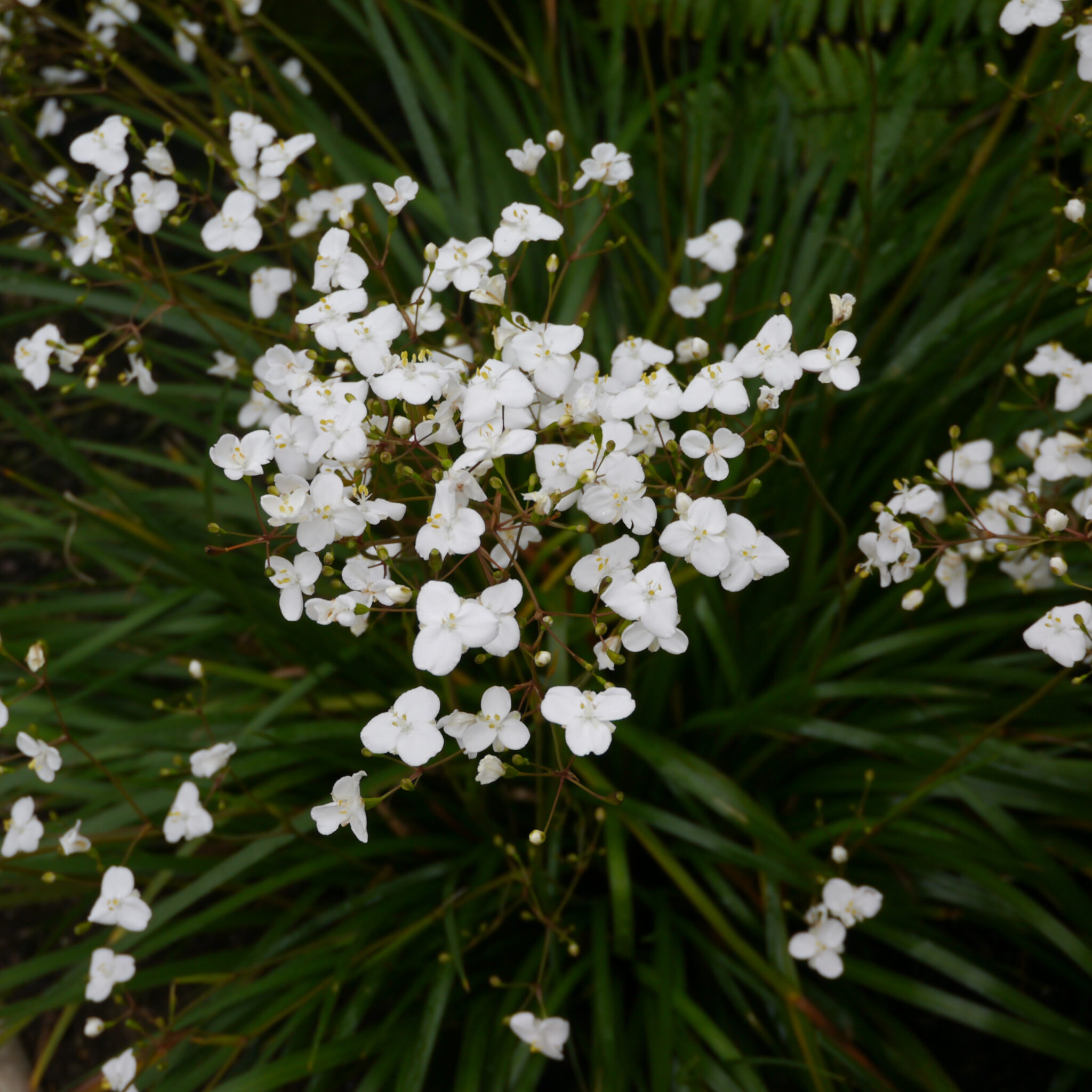 Libertia Grandiflora - Plants To Your Door