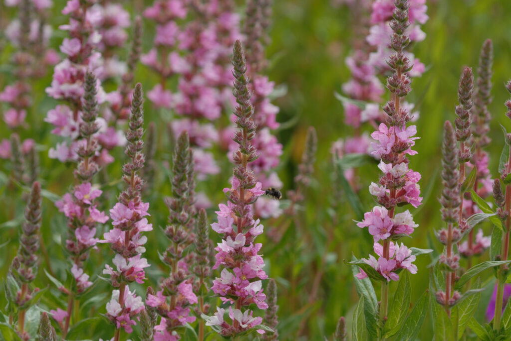 Lythrum Salicaria 'Blush' - Plants To Your Door
