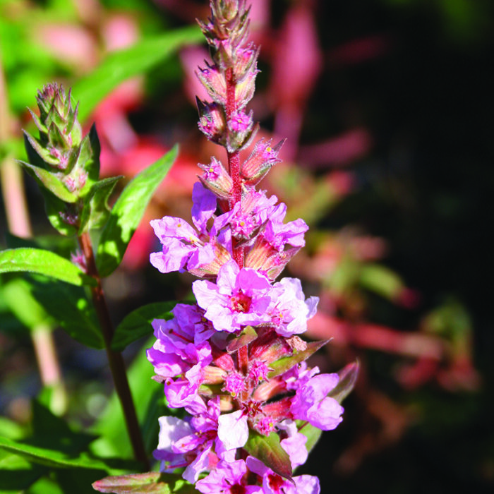 Lythrum Salicaria 'Blush' - Plants To Your Door