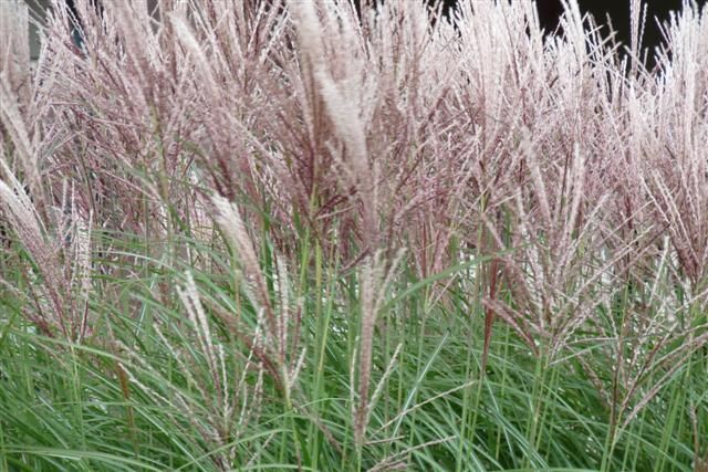 Miscanthus Sinensis 'Ferner Osten' - Plants To Your Door