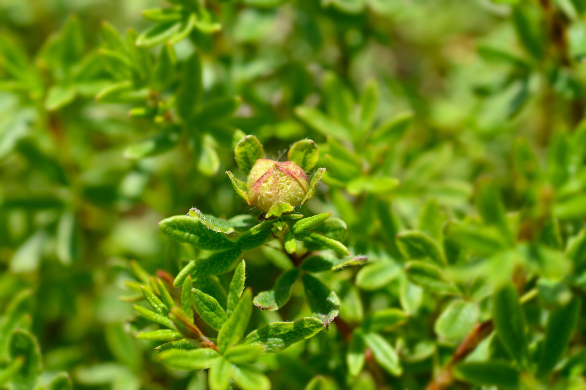 Potentilla Fruticosa 'Bellissima' - Plants To Your Door