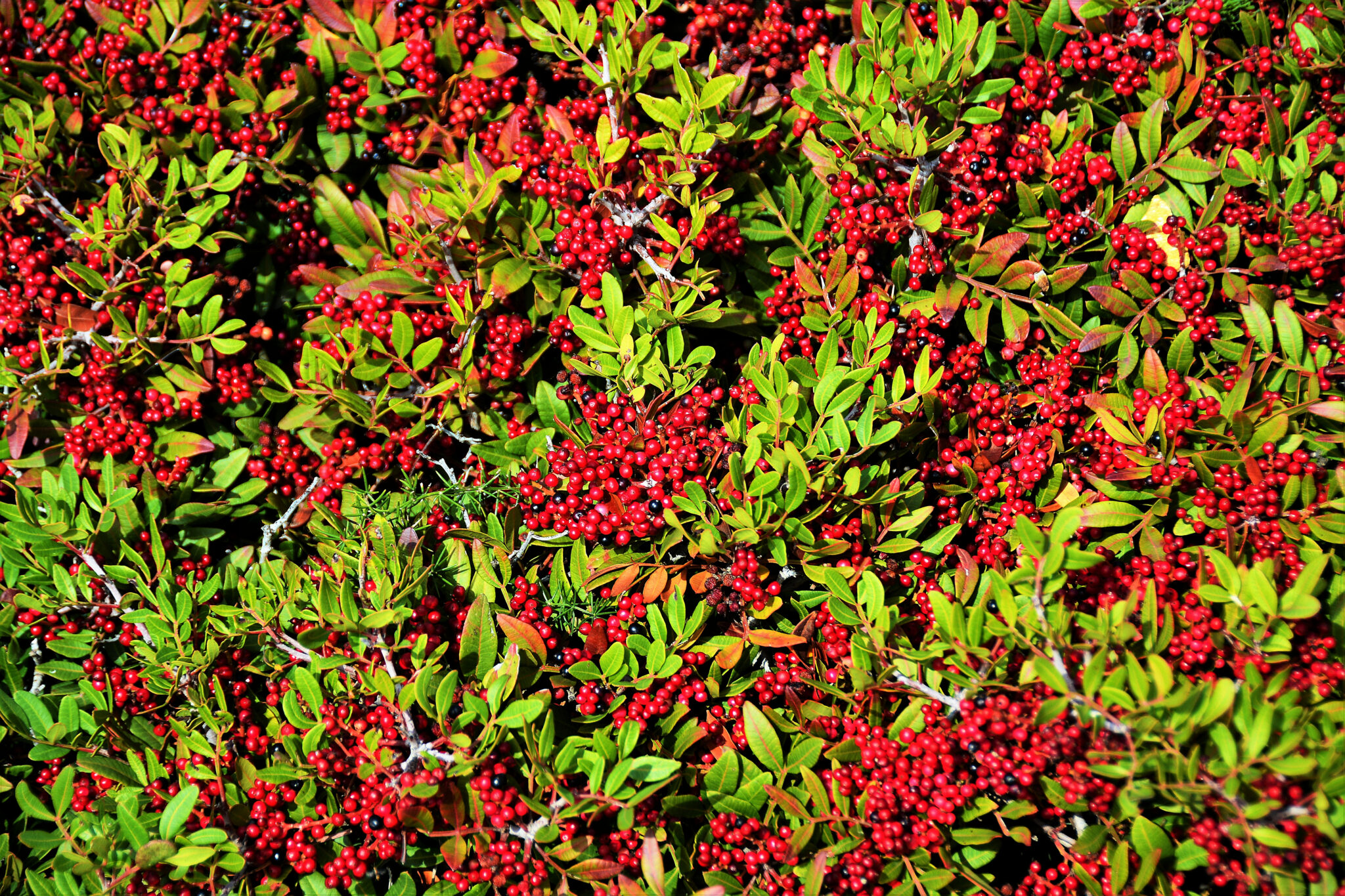 Pyracantha Coccinea 'Red Column' - Plants To Your Door