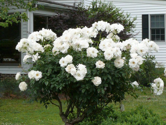 Rosa 'Iceberg' (Korbin) - Plants To Your Door